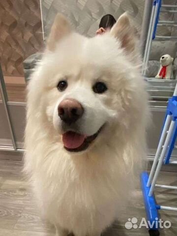 Самоедская лайка