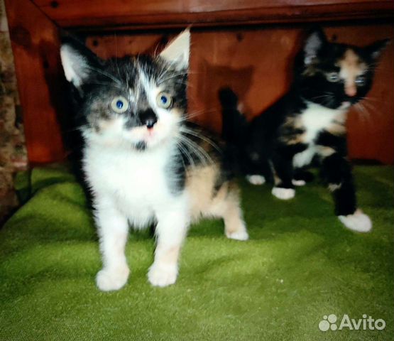 Любопытные котята, 1,5 мес