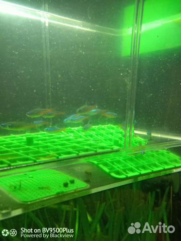 Неон голубой, подростки