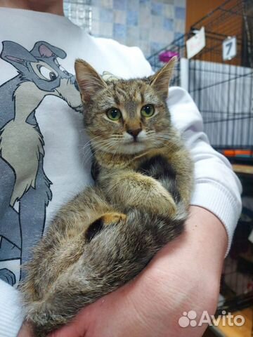 Котята в добрые руки дар бесплатно