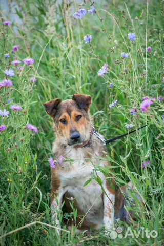 Жужа в добрые руки