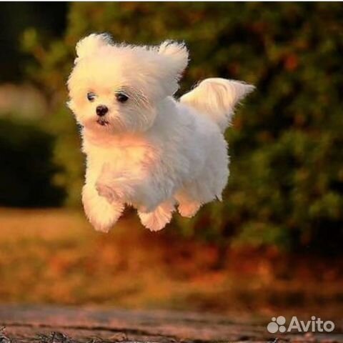 Мальтезе мини мальчик