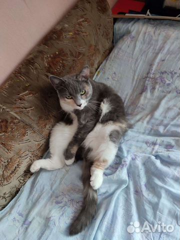 Кошка