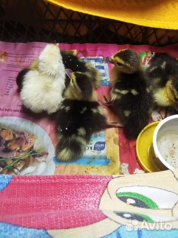 Мускусные утята