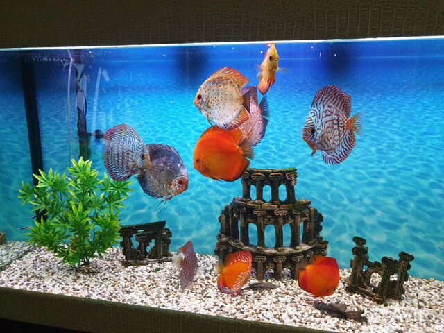 Аквариум, дискусы