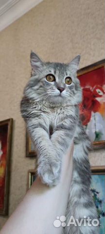 Черепаховое чудо - кошечка