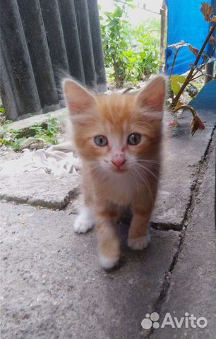 Котенок