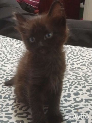 Котик в добрые руки