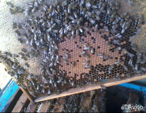 Пчелопакеты