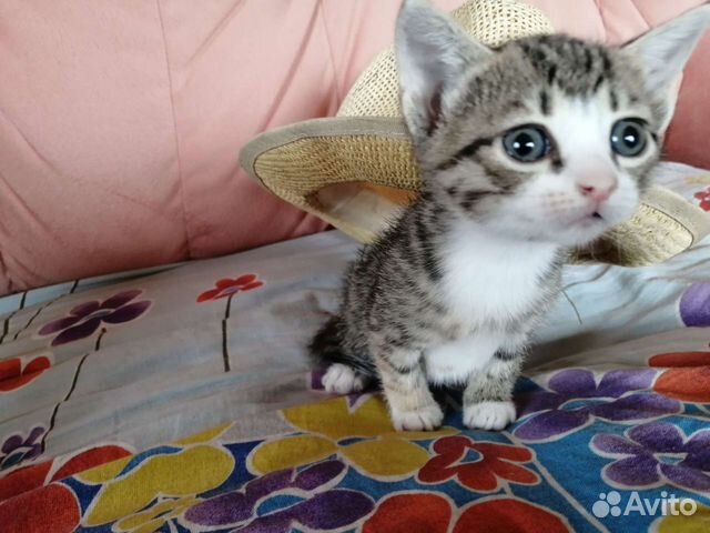 Кошки в добрые руки бесплатно