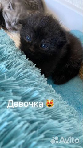 Шотландские вислоухие котята черные