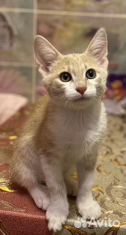 Рыжий котенок в добрые руки