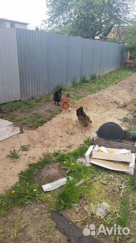 Продаю петухов которые яйцо делать и курицу