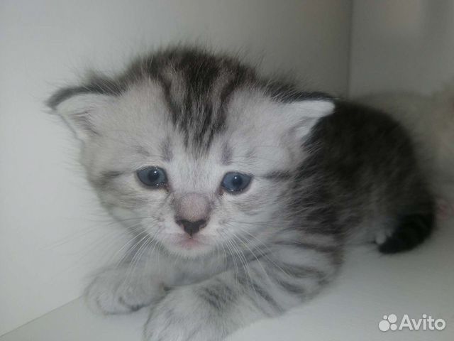 Британские котята