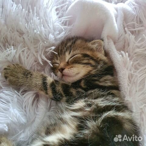 Шотландский вислоухий котик
