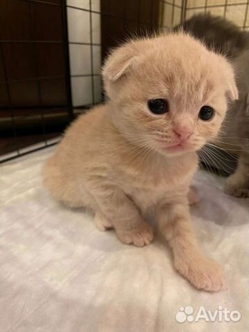 Котятки скотиш-страйт