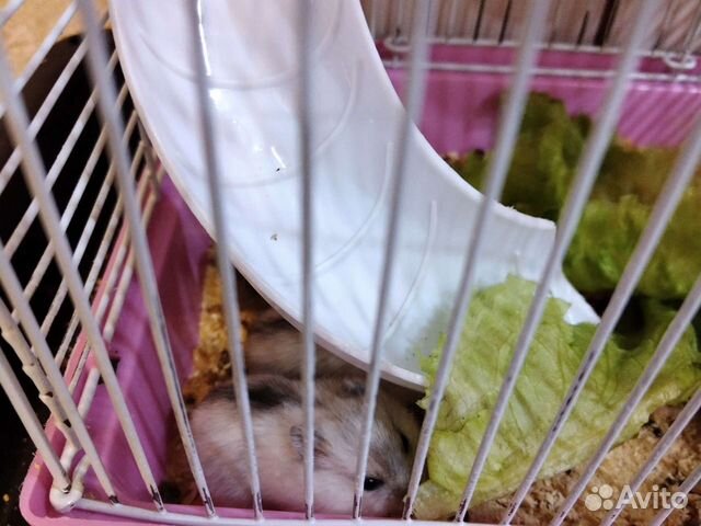 Джунгарский хомяк бесплатно