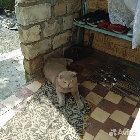 Отдам даром девочка