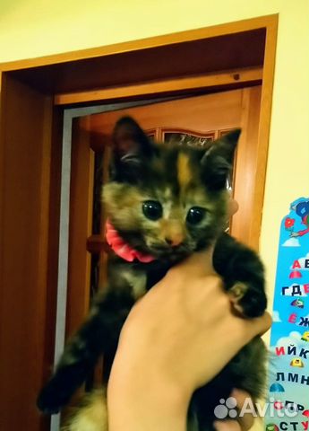 Ищет семью молоденькая кошечка