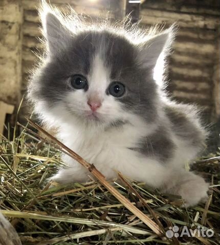 Котенок ангелочек