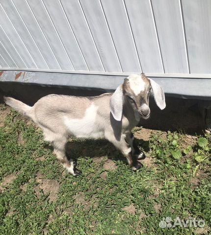 Коза, козлик