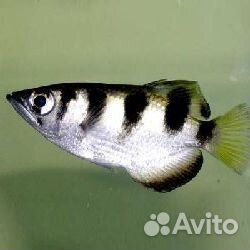 Брызгун 7.5-8 см