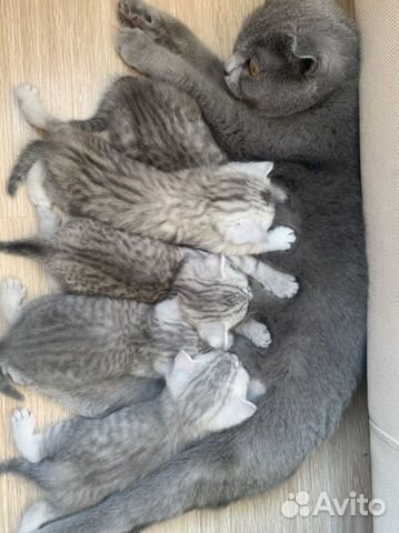 Британские котята