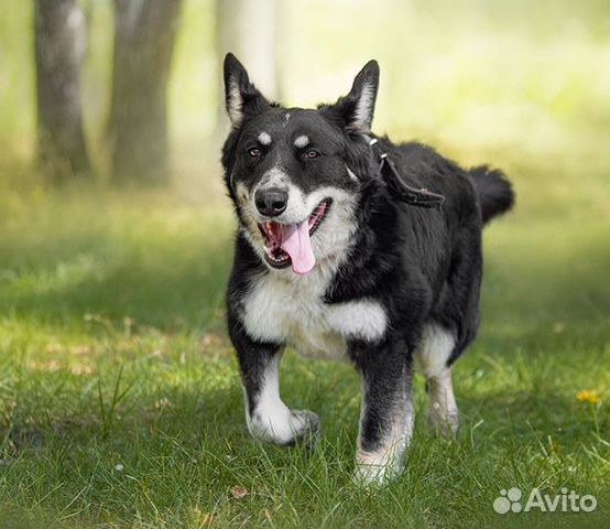 Слаю нужен дом