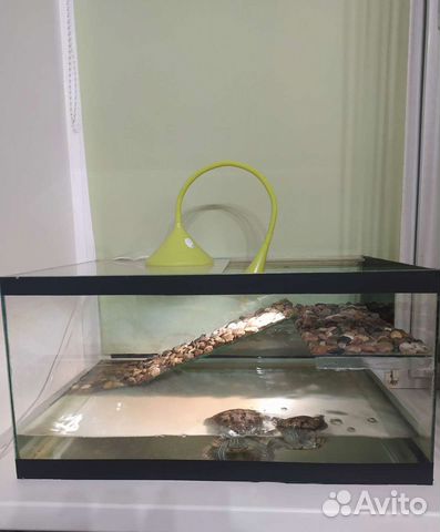 Черепашки красноухие