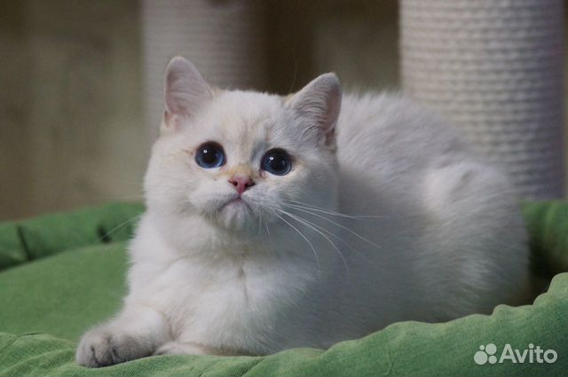 Кошечка 4,5 мес. Шиншилла золотая колорная