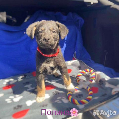 Агнес готова быть лучше собакой