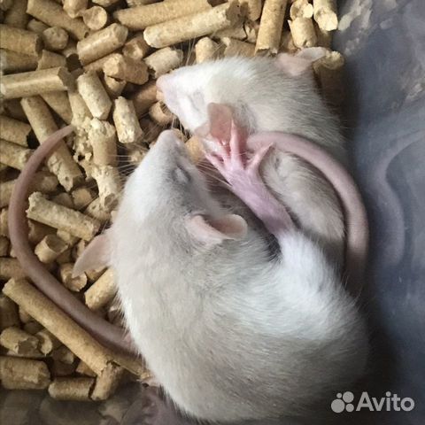 Крысята бесплатно