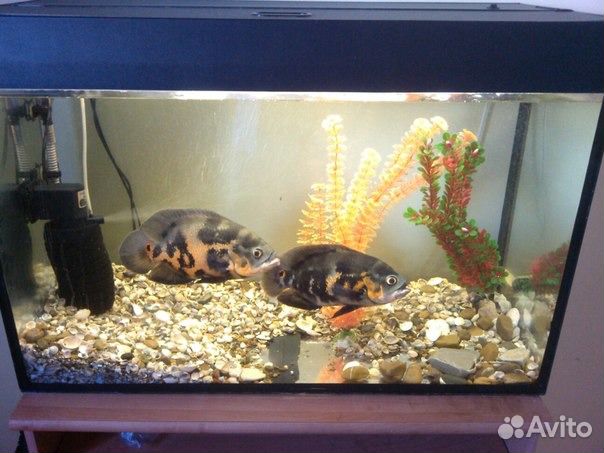 Аквариум 180 литров