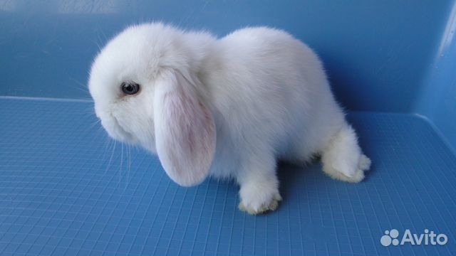 Крольчата белые, глаза голубые