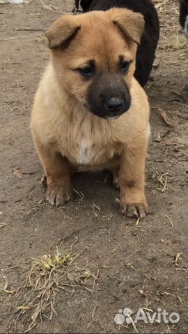 Охранные щеночки