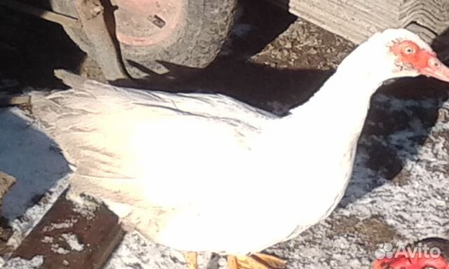 Мускусные утки на развод