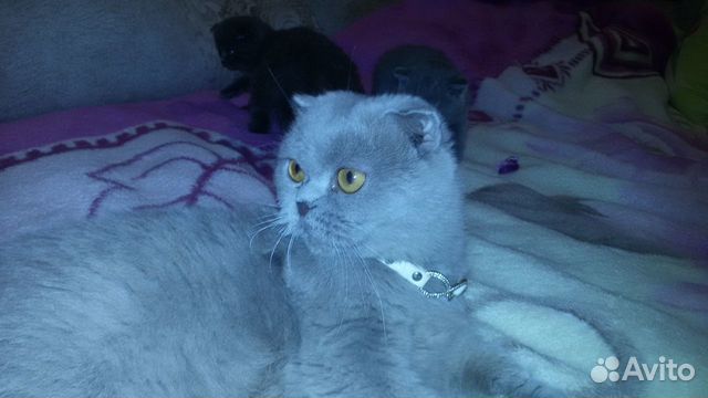 Котята от британской вислоухой