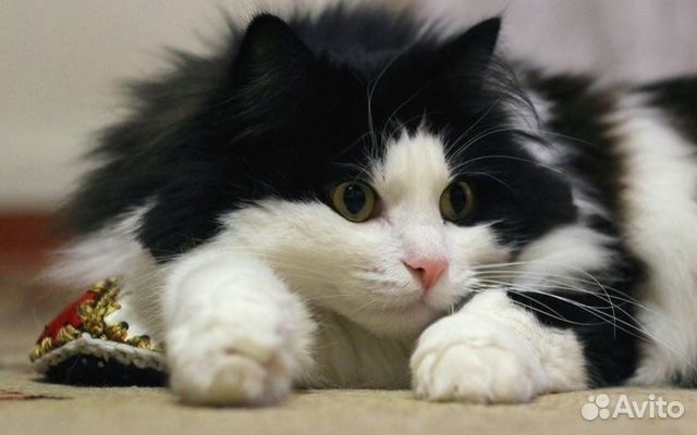 В дар кошка