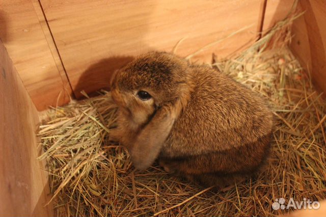 Отдам даром Кролика и клетку