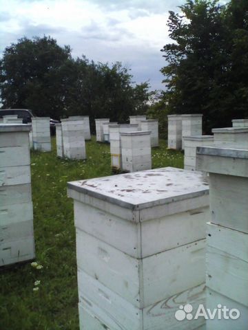 Пчелосемьи Карника