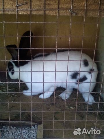 Немецкий пестрый (строкач) самки