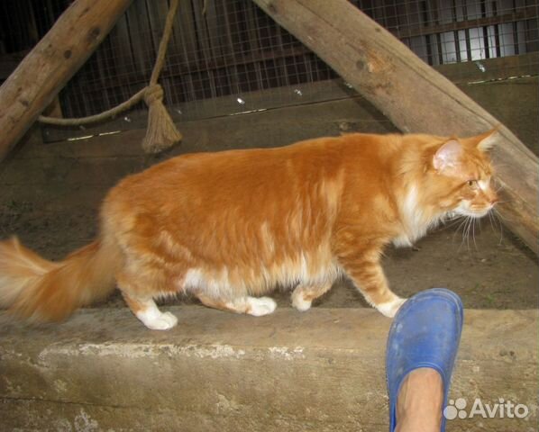 Мейн кун огромные красные котята