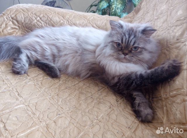 Вязка Шотландский прямоухий кот