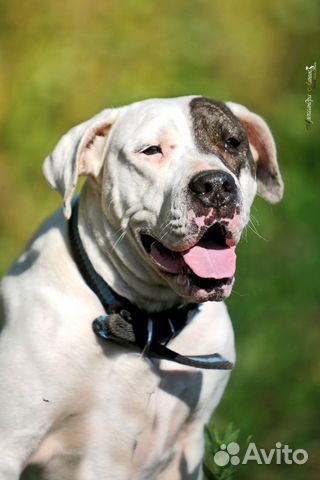 В добрые руки нежная Бьянка