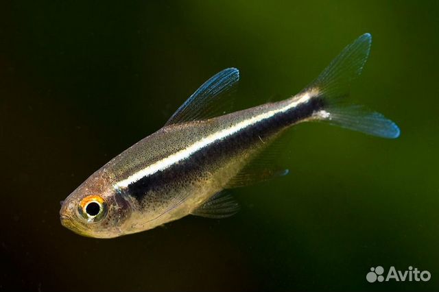Рыбки неон черный