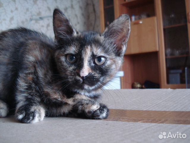 Трёхцветный котёнок в дар