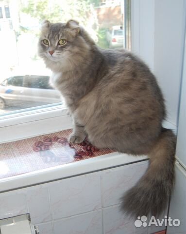 Кошка Шуша. Стерилизована, 2 года