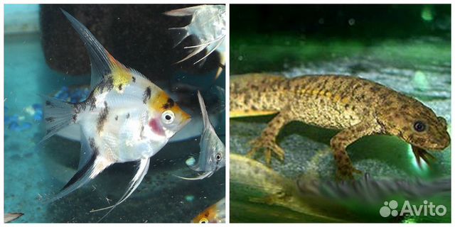 Тритон и скалярия кои