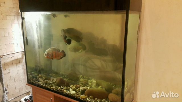 Аквариум с оборудованием