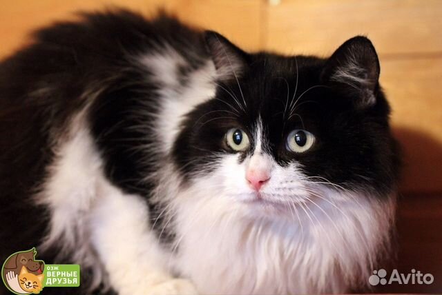 Кошка Николь ищет дом